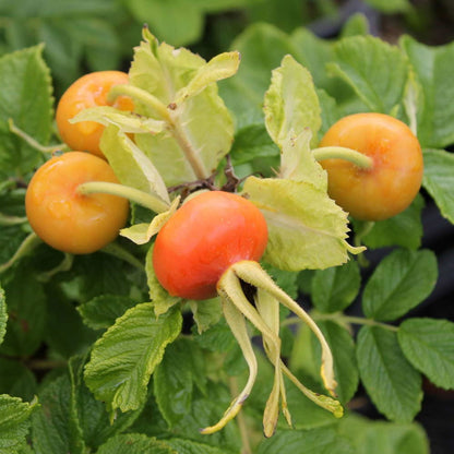 White Ramanus Rose Bare Root Hedge | White Ramanus Rose – Gardeners Dream