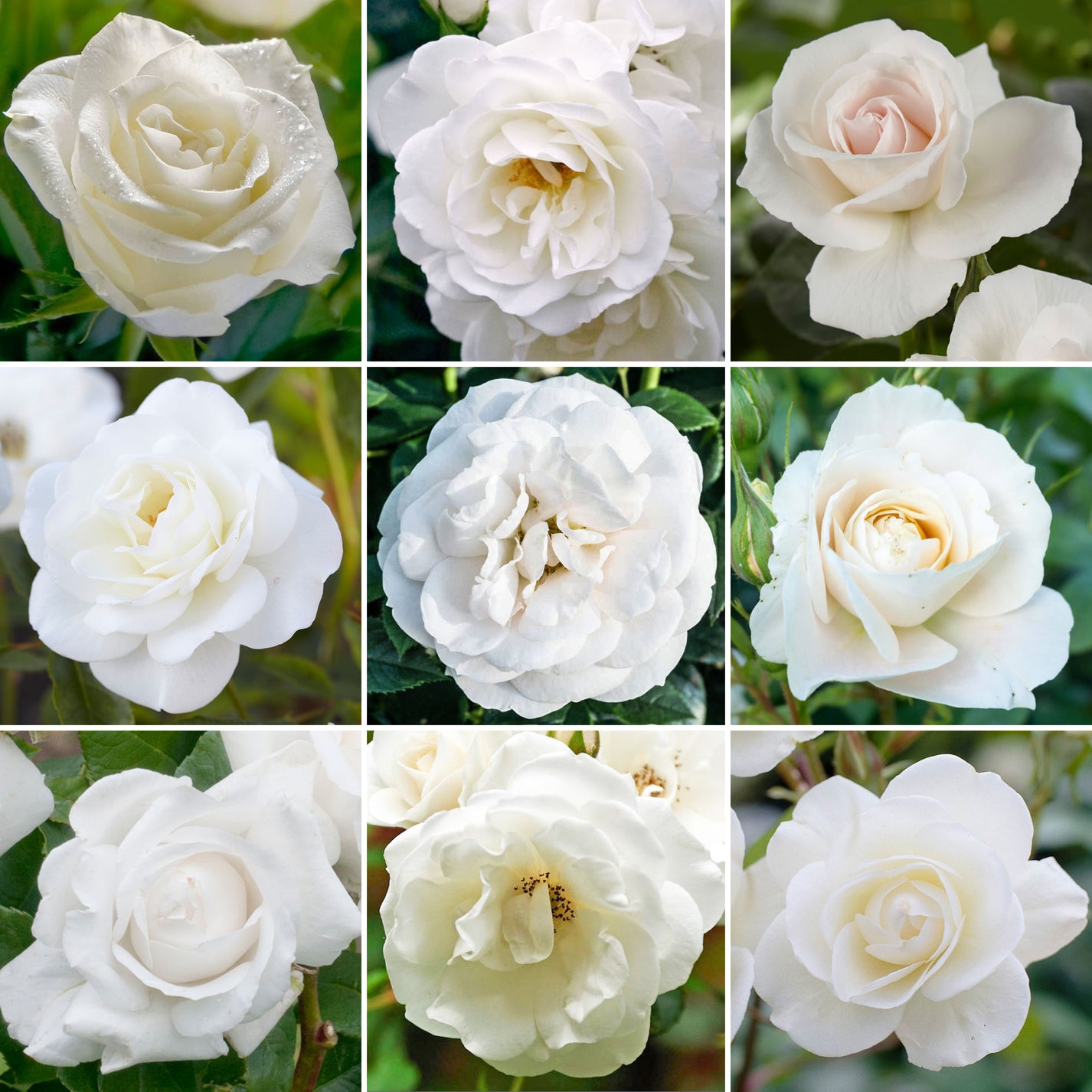 White Rose | Rose – Gardeners Dream