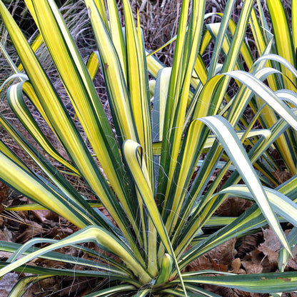 Yucca 'Color Guard' | Variegated Needle Palm – Gardeners Dream
