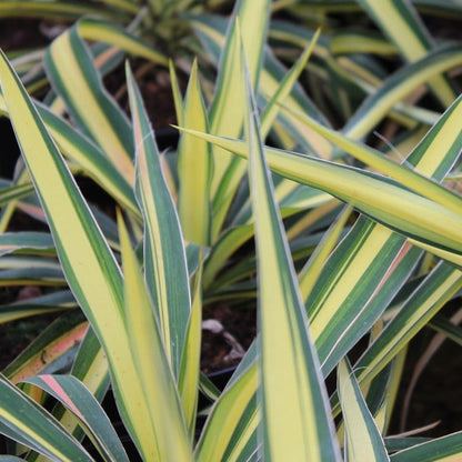 Yucca 'Color Guard' | Variegated Needle Palm – Gardeners Dream