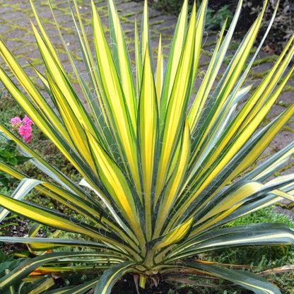 Yucca 'Color Guard' | Variegated Needle Palm – Gardeners Dream