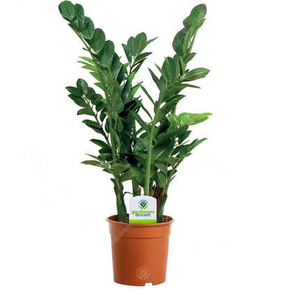 Statement House Plant Bundle – Gardeners Dream