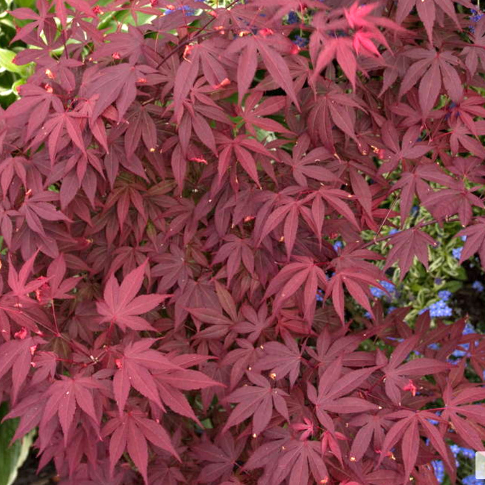 Acer 'Atropurpureum' | Japanese Maple Tree – Gardeners Dream