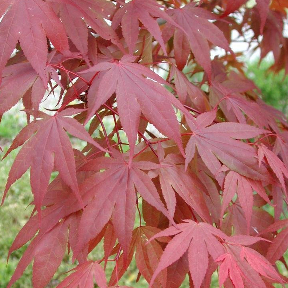 Acer 'Atropurpureum' | Japanese Maple Tree – Gardeners Dream