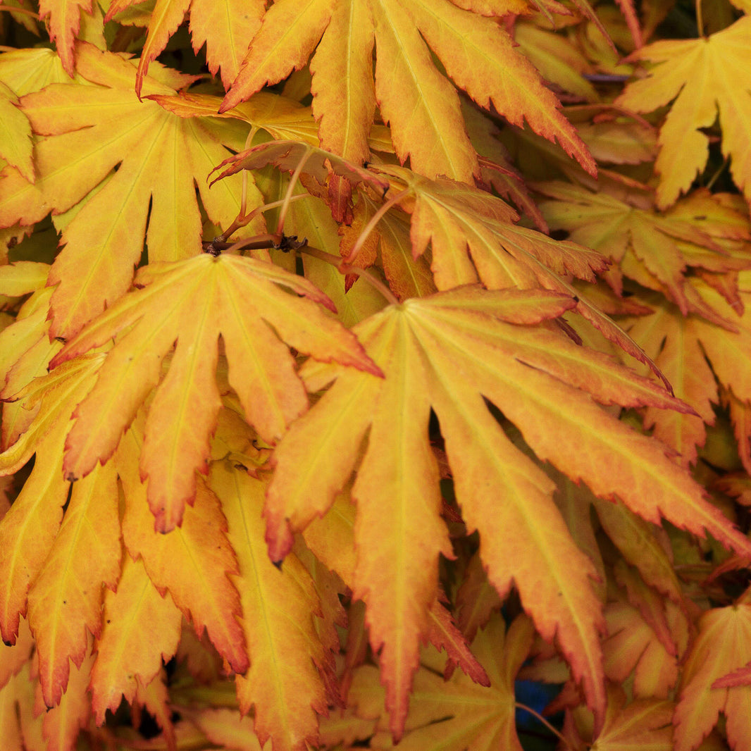 Quercus robur | Common Oak Tree – Gardeners Dream
