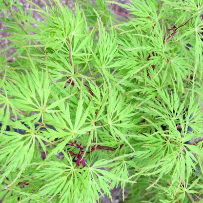 Acer 'Seiryu' | Japanese Maple Tree – Gardeners Dream