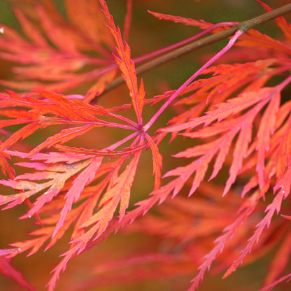 Acer 'Seiryu' | Japanese Maple Tree – Gardeners Dream