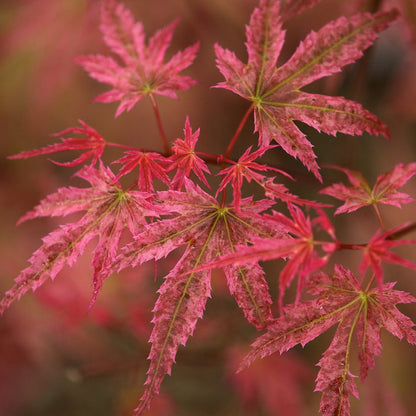 Acer 'Phoenix' | Japanese Maple – Gardeners Dream