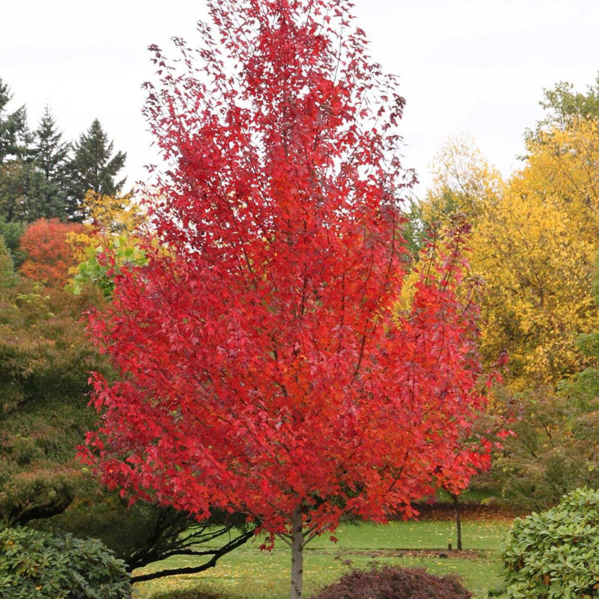Acer 'Redpointe' | Red Maple Tree – Gardeners Dream