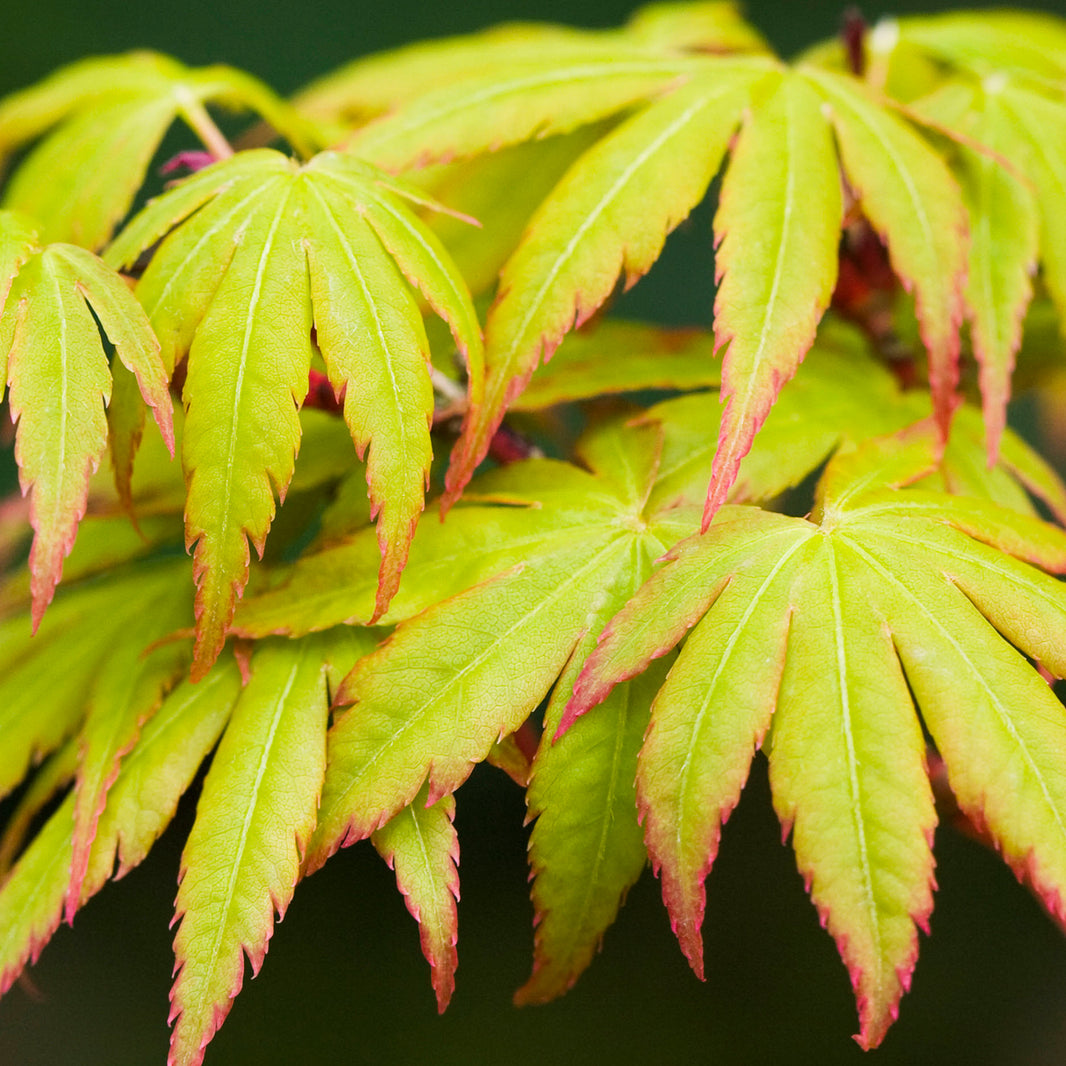 Acer Tree | Acer Plant | Gardeners Dream