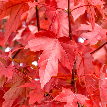 Acer 'Jeffersred' | Freeman Maple Tree – Gardeners Dream