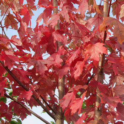 Acer 'Jeffersred' | Freeman Maple Tree – Gardeners Dream
