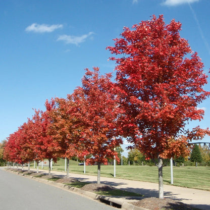 Acer 'Jeffersred' | Freeman Maple Tree – Gardeners Dream