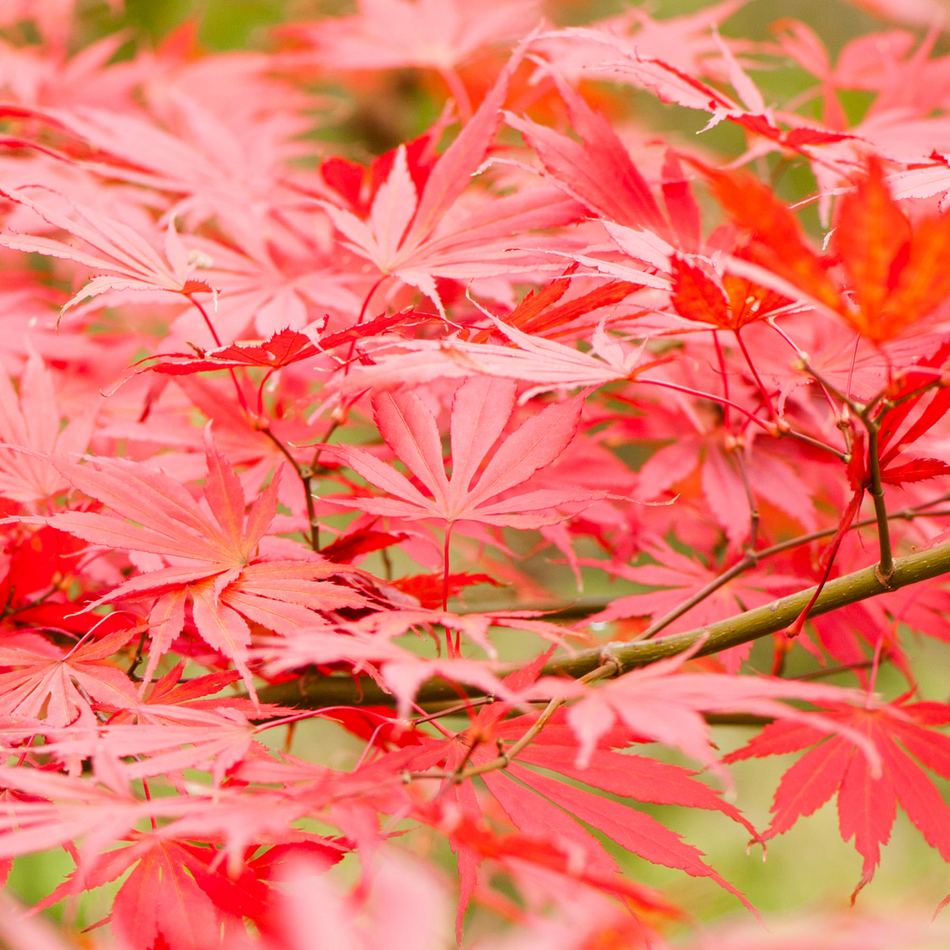 Acer 'Sumi Nagashi' | Japanese Maple Tree – Gardeners Dream