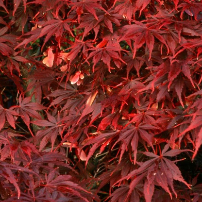 Acer 'Sumi Nagashi' | Japanese Maple Tree – Gardeners Dream