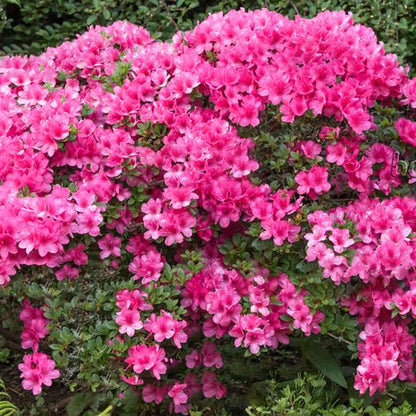 Azalea 'Anne Frank' | Azalea – Gardeners Dream