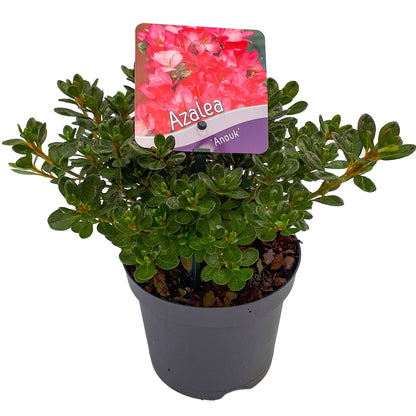 Azalea 'Anouk' | Azalea – Gardeners Dream