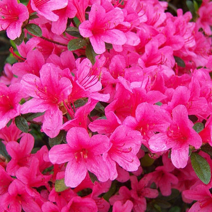 Azalea 'Anouk' | Azalea – Gardeners Dream