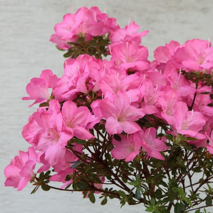Azalea 'Anouk' | Azalea – Gardeners Dream