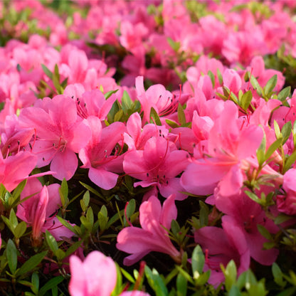Azalea 'Anouk' | Azalea – Gardeners Dream