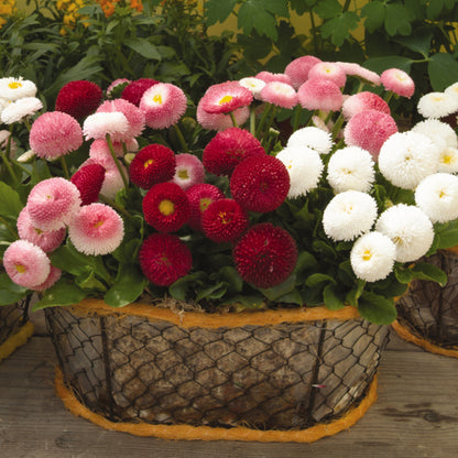 Bellis Bellisima Mixed Bedding Plants | English Daisy – Gardeners Dream