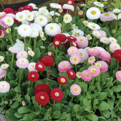 Bellis Bellisima Mixed Bedding Plants | English Daisy – Gardeners Dream