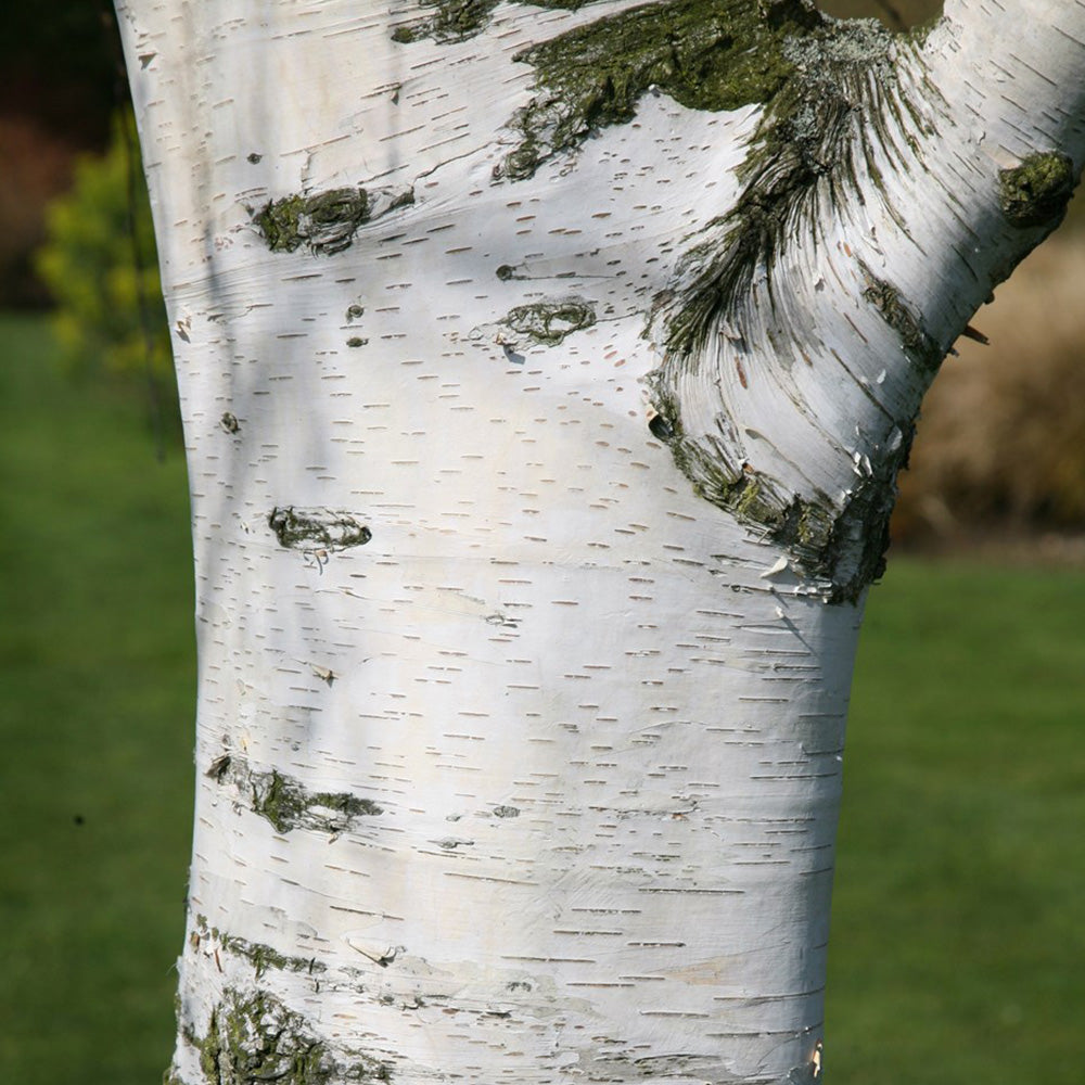 Betula pendula | Silver Birch Tree – Gardeners Dream