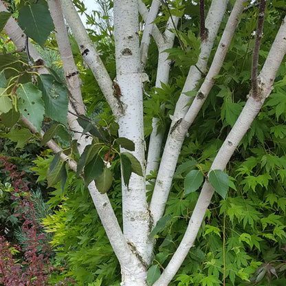 Betula 'Trinity College' | Himalayan Birch Tree – Gardeners Dream