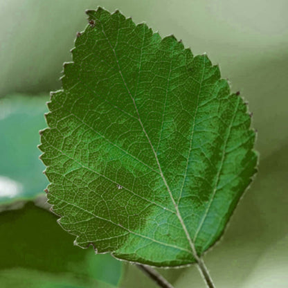 Betula 'Trinity College' | Himalayan Birch Tree – Gardeners Dream