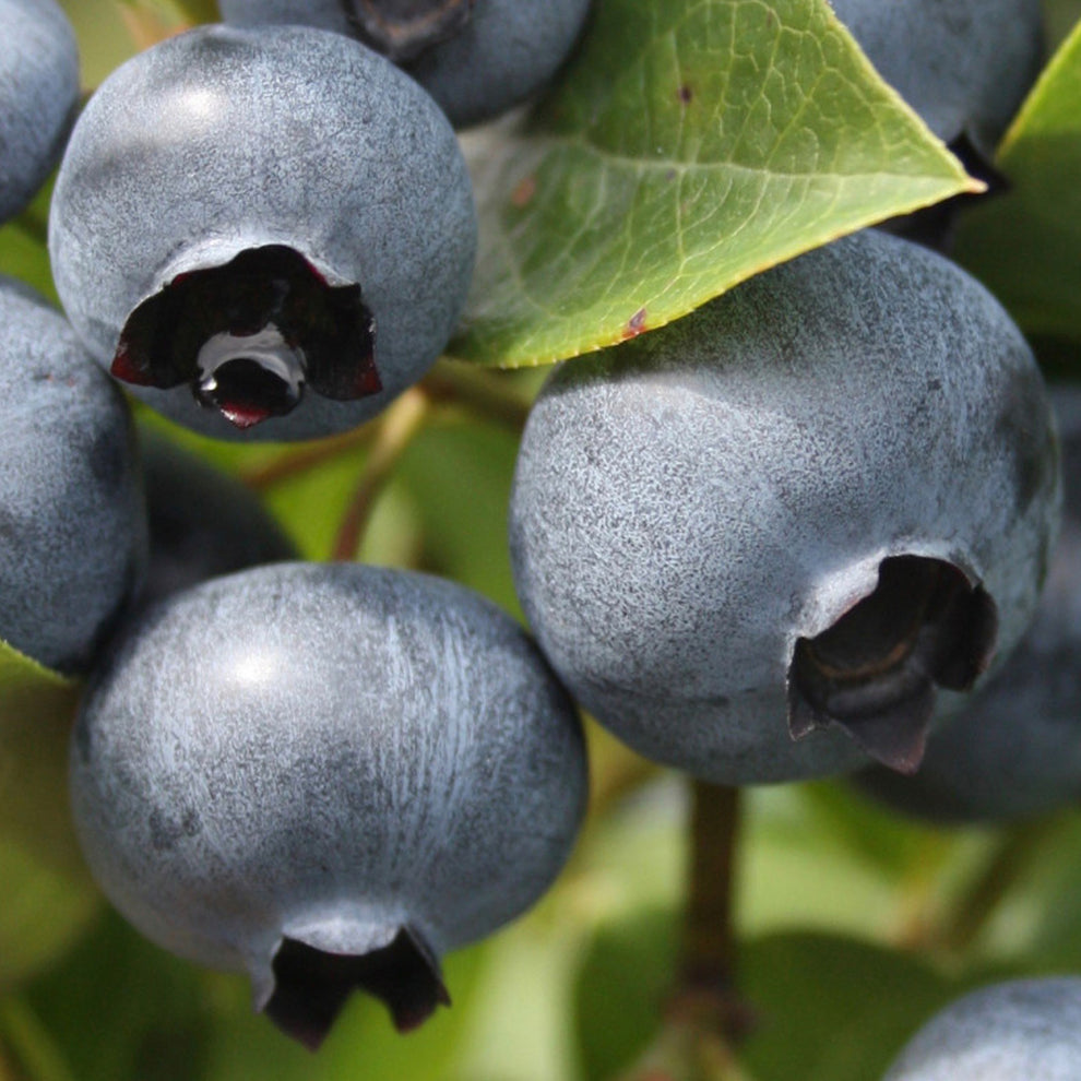 Blueberry 'Duke' | Blueberry – Gardeners Dream