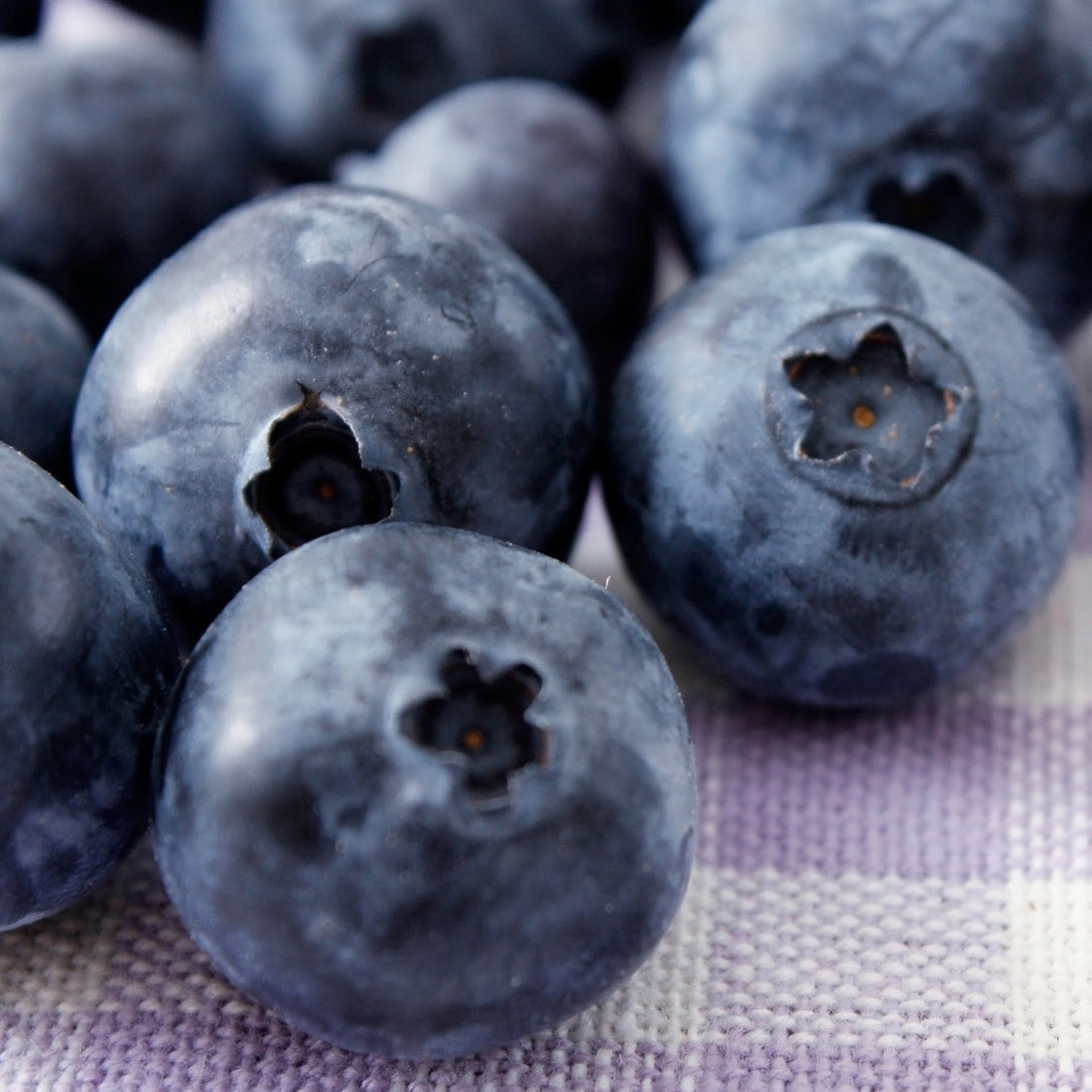 Blueberry 'Duke' | Blueberry – Gardeners Dream