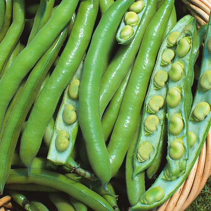 Broad Bean 'Bunyards Exhibition' | Broad Bean – Gardeners Dream