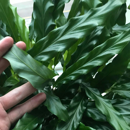 Calathea 'Blue Grass' | Velvet Calathea – Gardeners Dream
