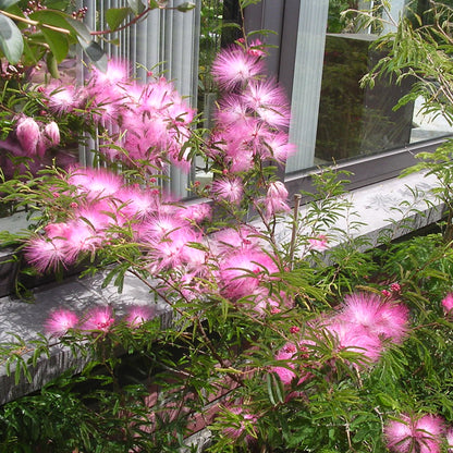 Calliandra 'Dixie Pink' Patio Tree | Powder Puff Tree – Gardeners Dream