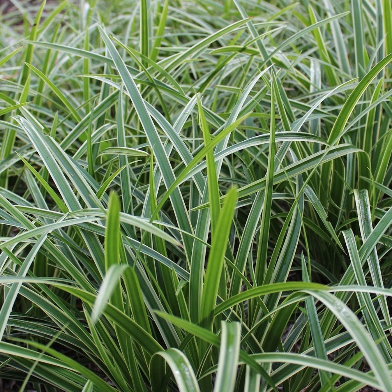 Carex 'Ice Dance' | Variegated Sedge – Gardeners Dream