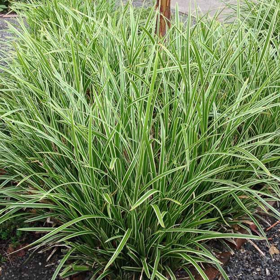 Carex 'Ice Dance' | Variegated Sedge – Gardeners Dream