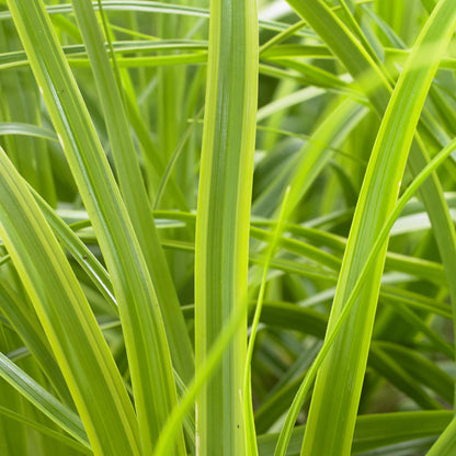 Carex 'Everlime' | Japanese Sedge Grass – Gardeners Dream