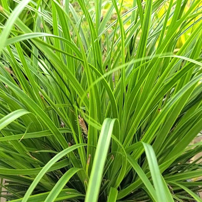 Carex 'Everlime' | Japanese Sedge Grass – Gardeners Dream