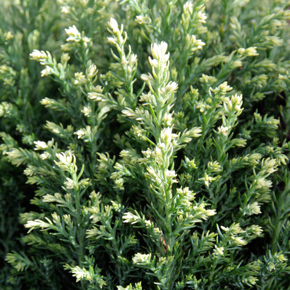 Chamaecyparis 'Snow White' | Lawson's Cypress – Gardeners Dream