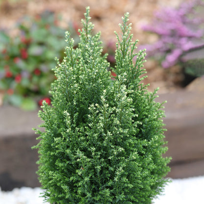 Chamaecyparis 'Snow White' | Lawson's Cypress – Gardeners Dream