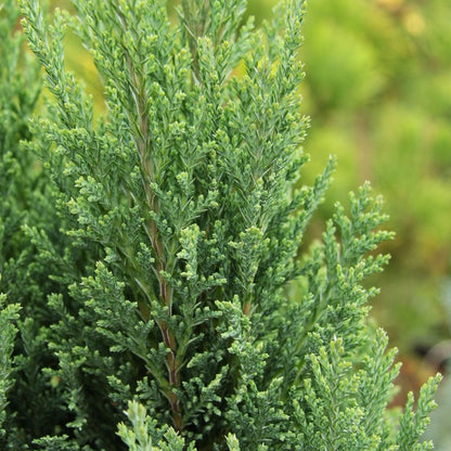 Chamaecyparis 'Snow White' | Lawson's Cypress – Gardeners Dream