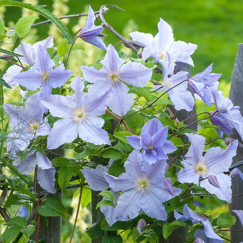 Clematis 'Blue Angel' | Clematis – Gardeners Dream