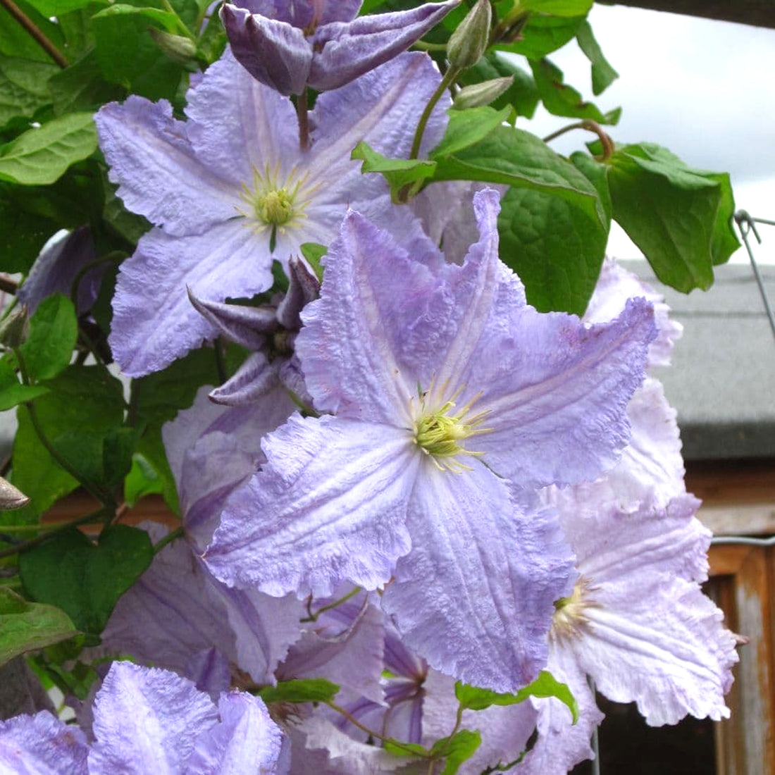 Clematis 'Blue Angel' | Clematis – Gardeners Dream