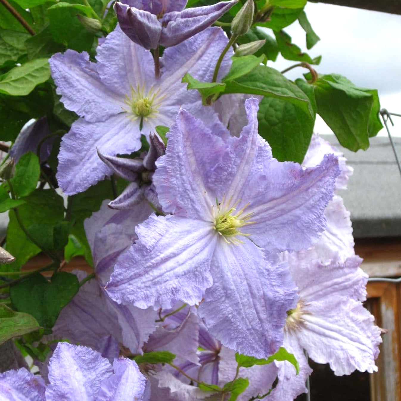Clematis 'Blue Angel' | Clematis – Gardeners Dream