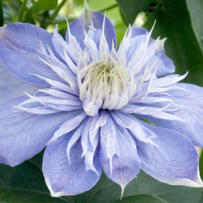 Clematis 'Blue Light' | Clematis – Gardeners Dream
