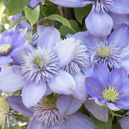 Clematis 'Blue Light' | Clematis – Gardeners Dream