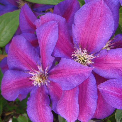 Clematis 'Mrs N. Thompson' | Large-Flowered Clematis – Gardeners Dream