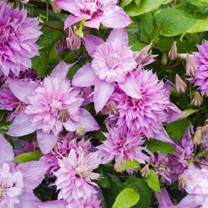 Clematis 'Multi Pink' | Large-Flowered Clematis – Gardeners Dream