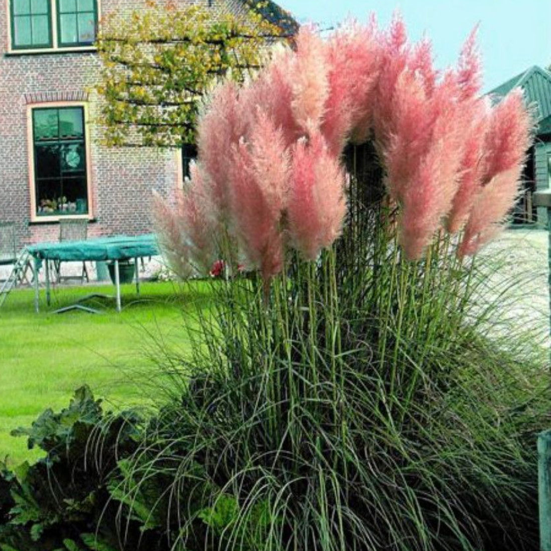 Cortaderia 'Rosea' | Pampas Grass – Gardeners Dream