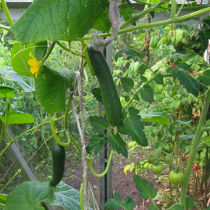 Cucumber Passandra | Cucumber – Gardeners Dream